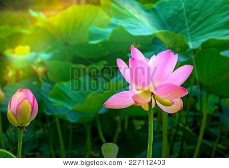 Large Lotus Flowers. Image & Photo (Free Trial) | Bigstock