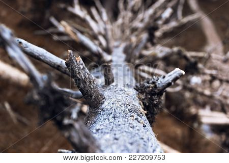Fallen Tree Forest Image & Photo (Free Trial) | Bigstock