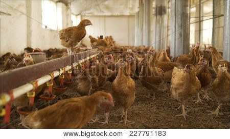 Hens Hen House. Image & Photo (Free Trial) | Bigstock
