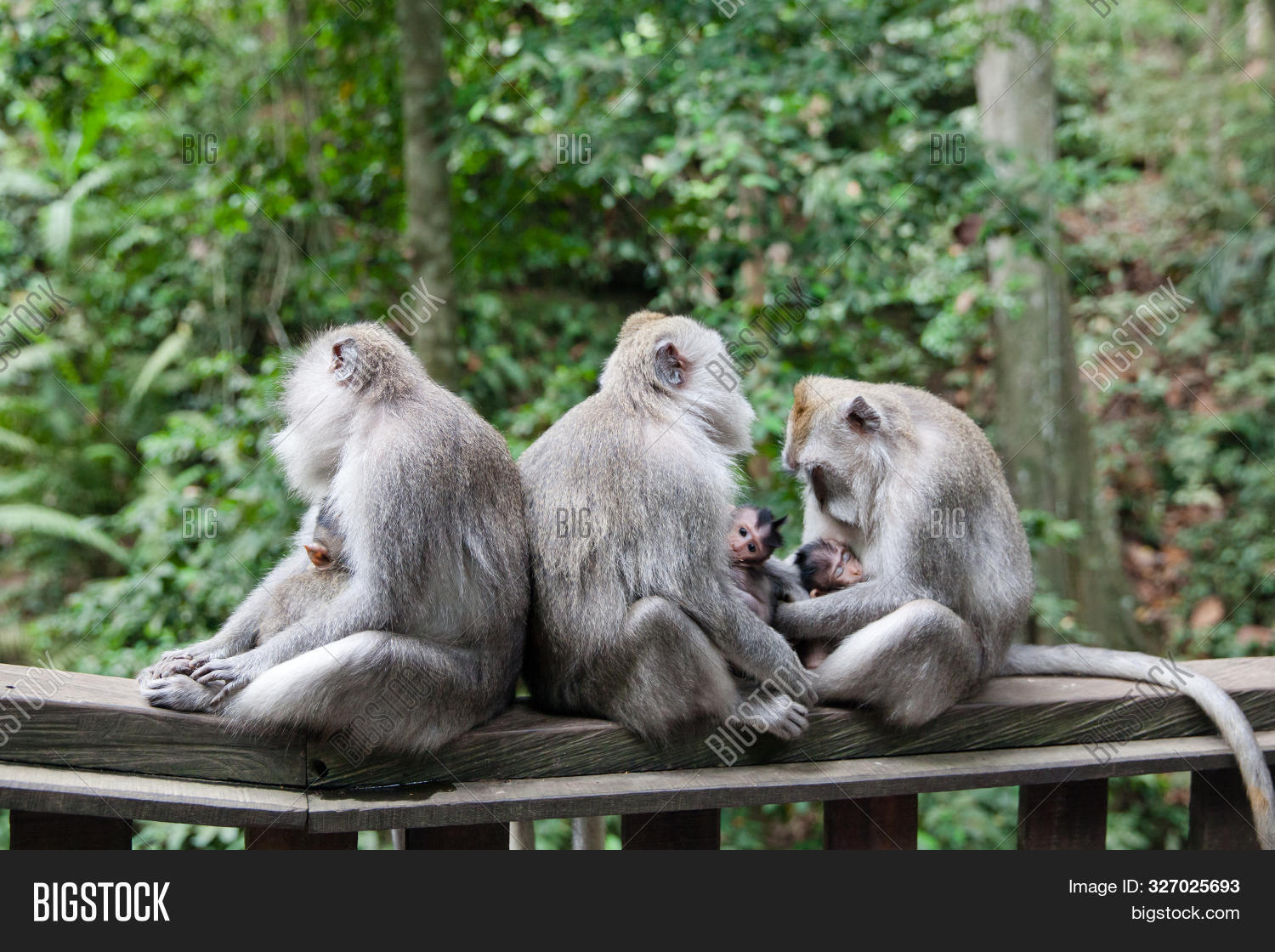 Monkey Family. Monkey Image & Photo (Free Trial) | Bigstock