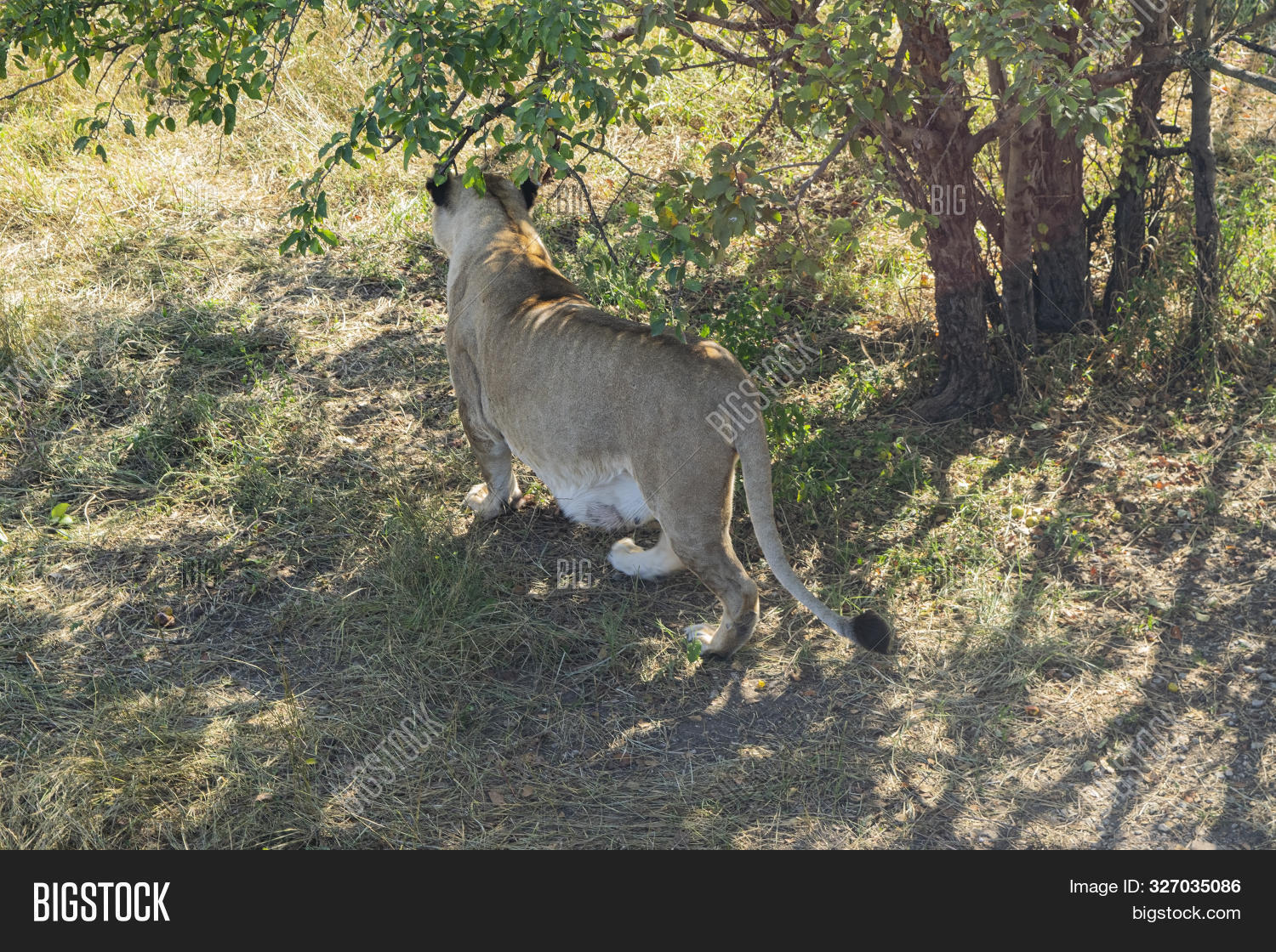 Adult Lioness Zoo Image & Photo (Free Trial) | Bigstock