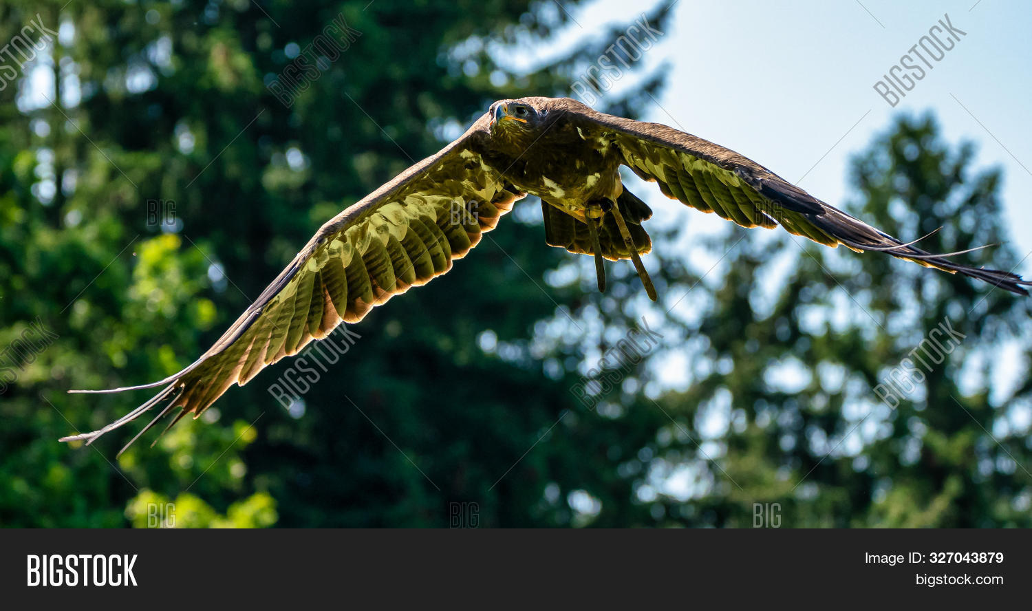 Harriss Hawk, Image & Photo (Free Trial) | Bigstock