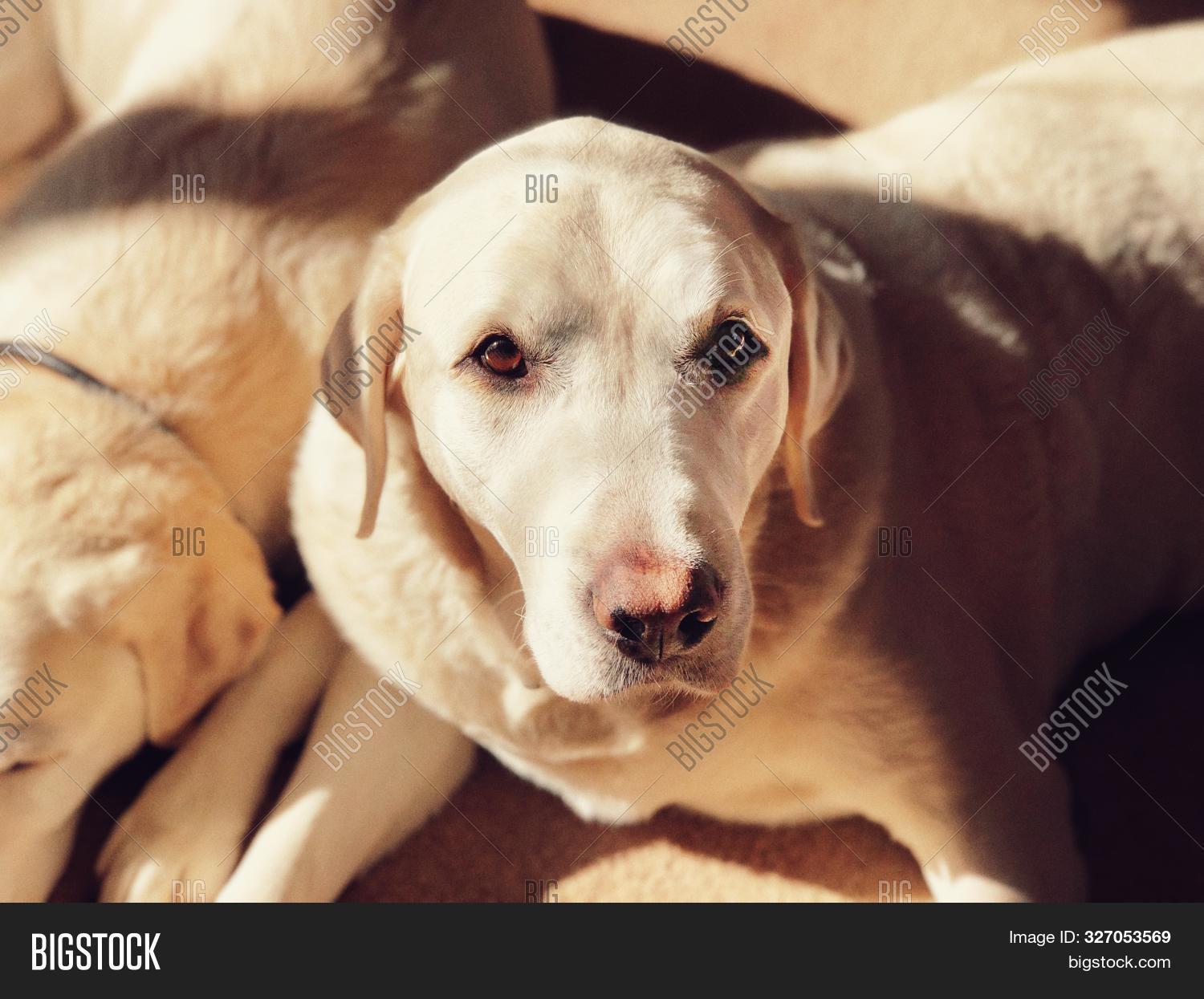 White Labrador Dogs Image & Photo (Free Trial) | Bigstock