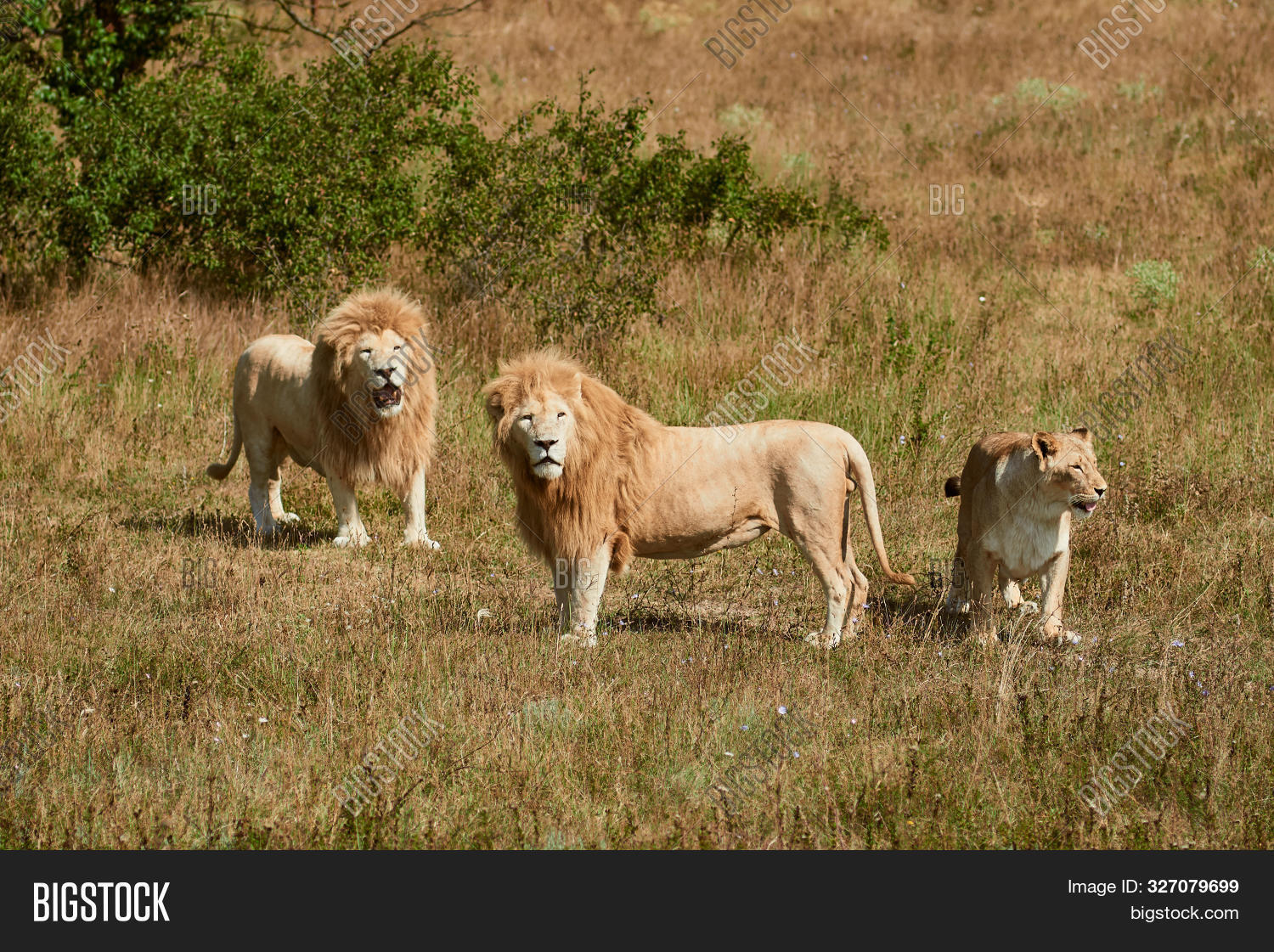Three Adult Lions Image & Photo (Free Trial) | Bigstock