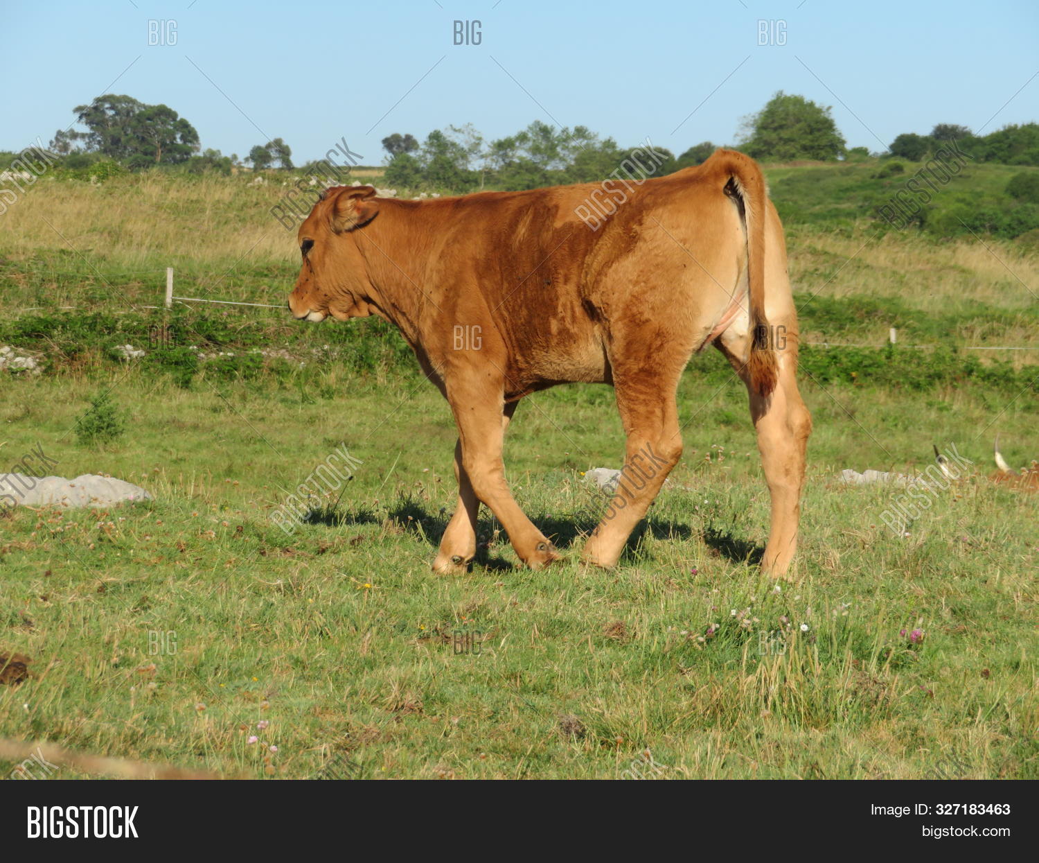 Beautiful Large Cows Image & Photo (Free Trial) | Bigstock
