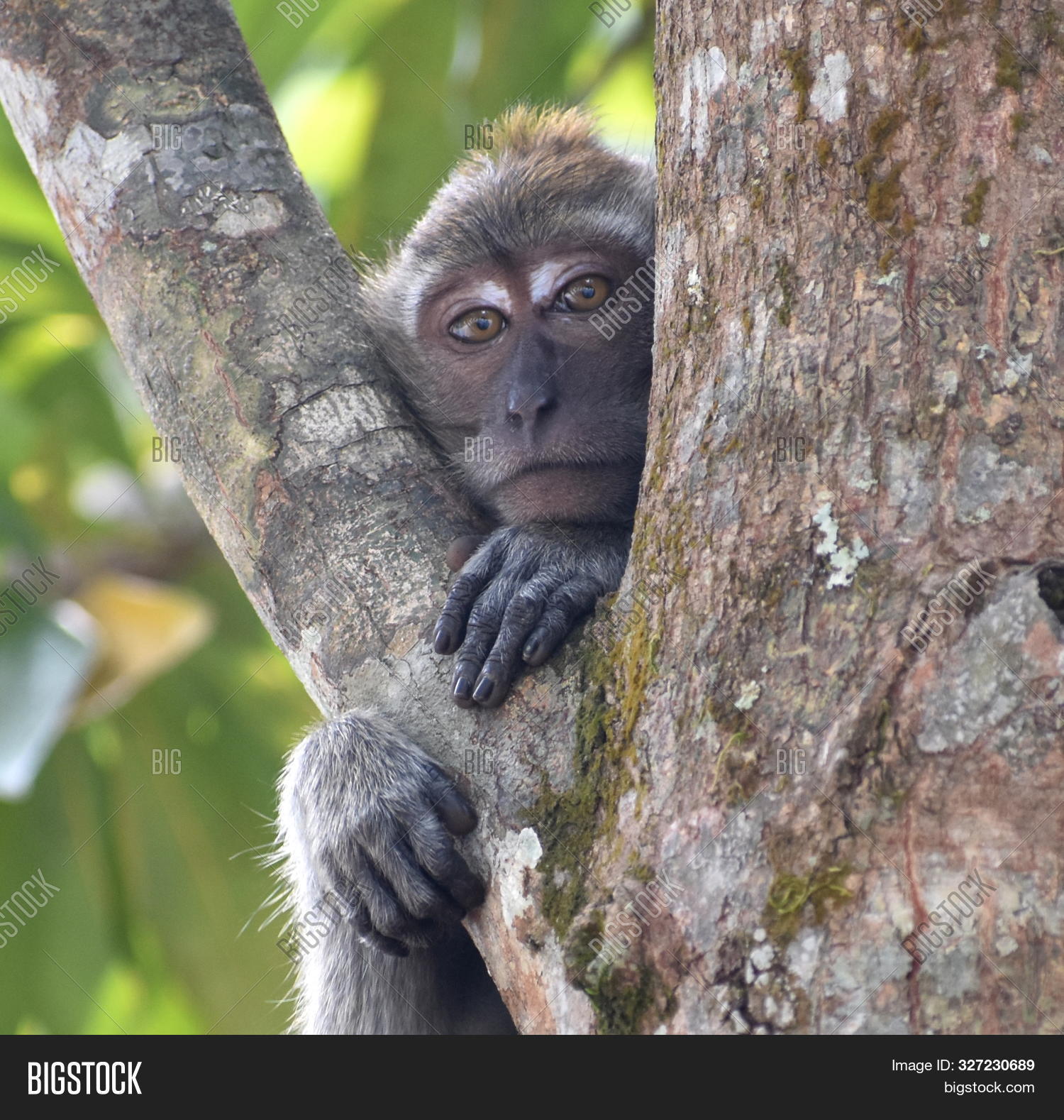Cute Macaque Monkey Image & Photo (Free Trial) | Bigstock