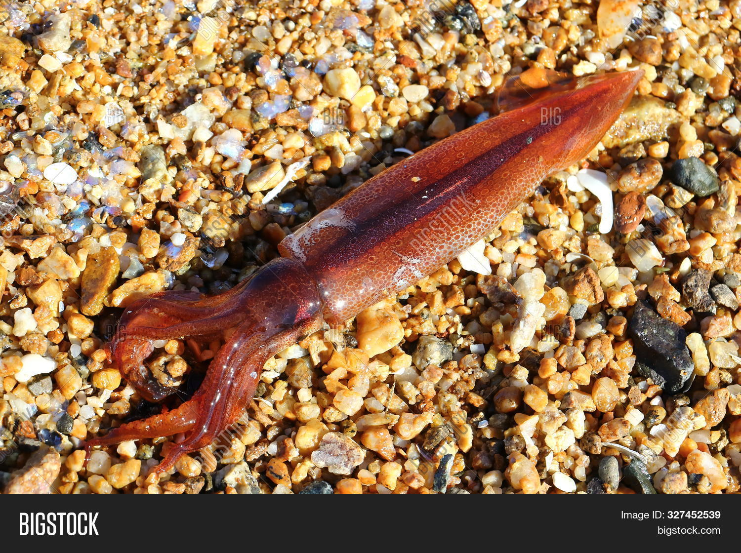 Squid Japanese Flying Image & Photo (Free Trial) | Bigstock
