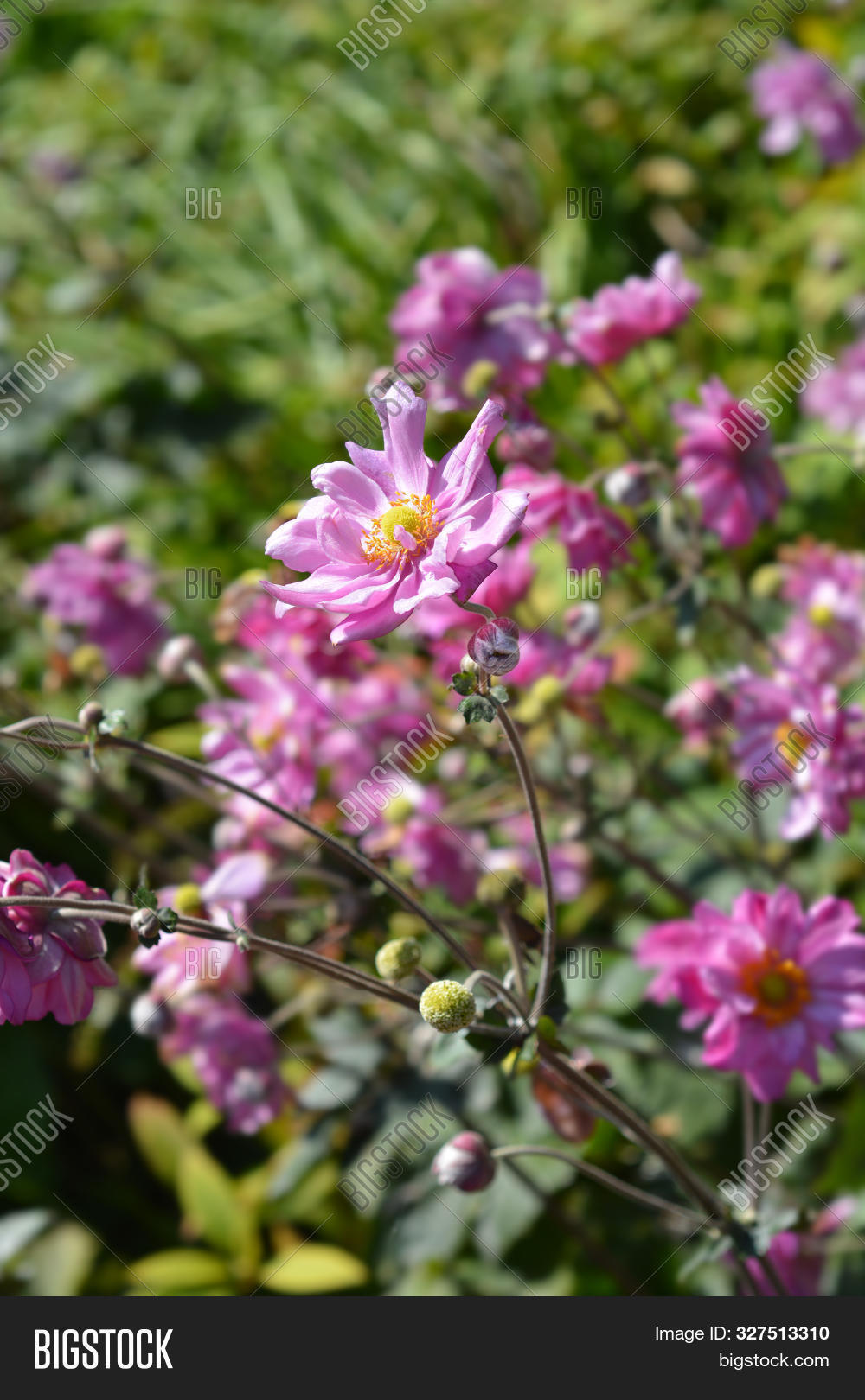 Pink Japanese Anemone Image & Photo (Free Trial) | Bigstock
