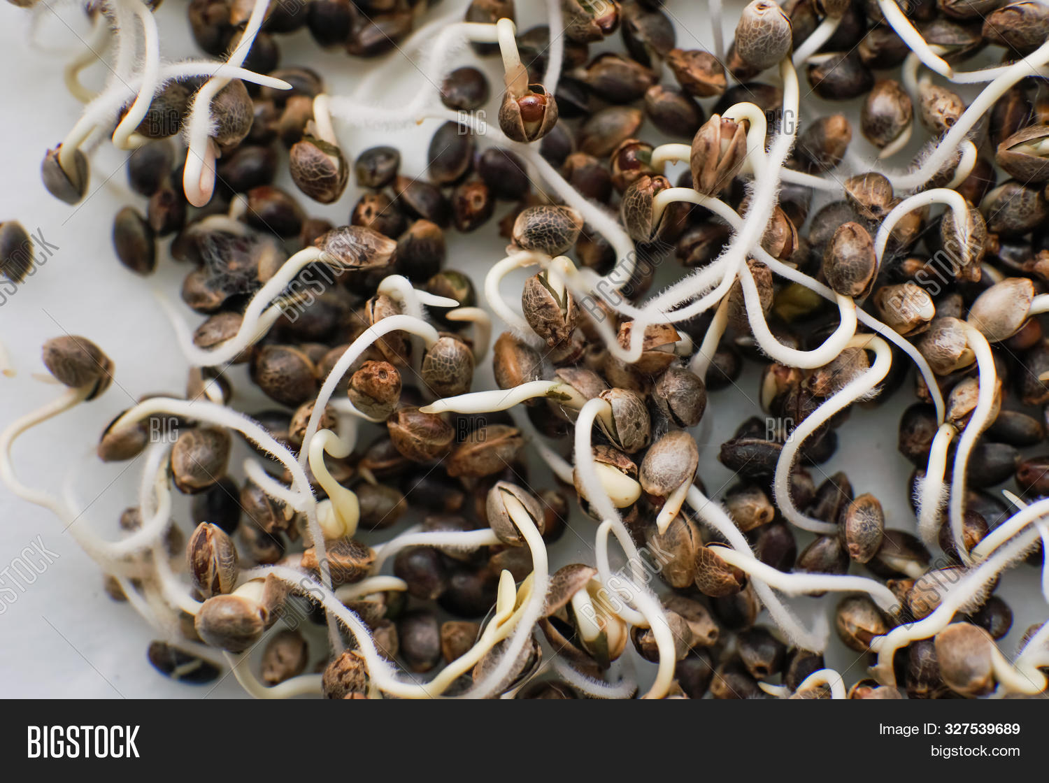 Macro Photo Image & Photo (Free Trial) | Bigstock