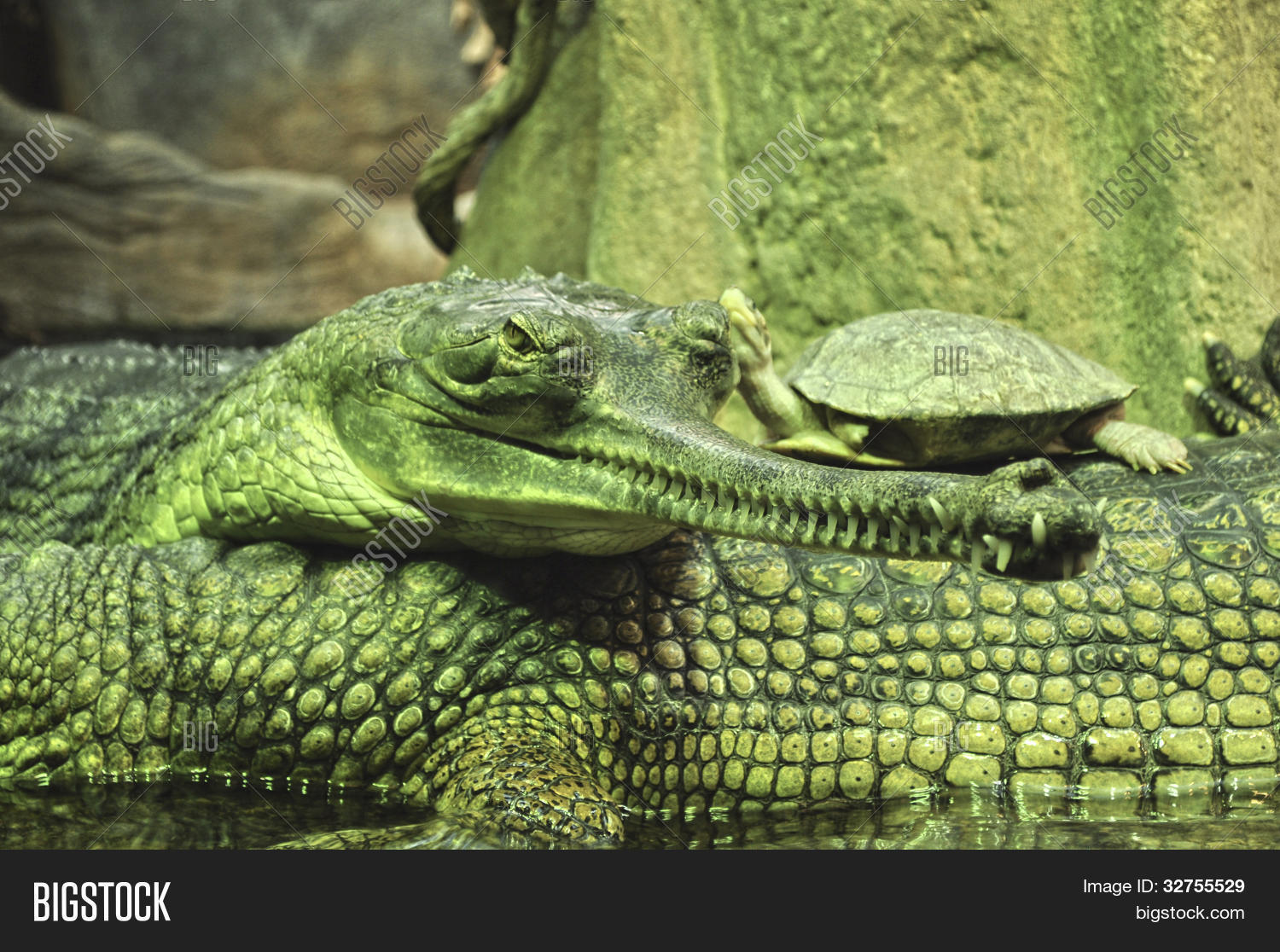 Crocodiles Turtle ZOO Image & Photo (Free Trial) | Bigstock