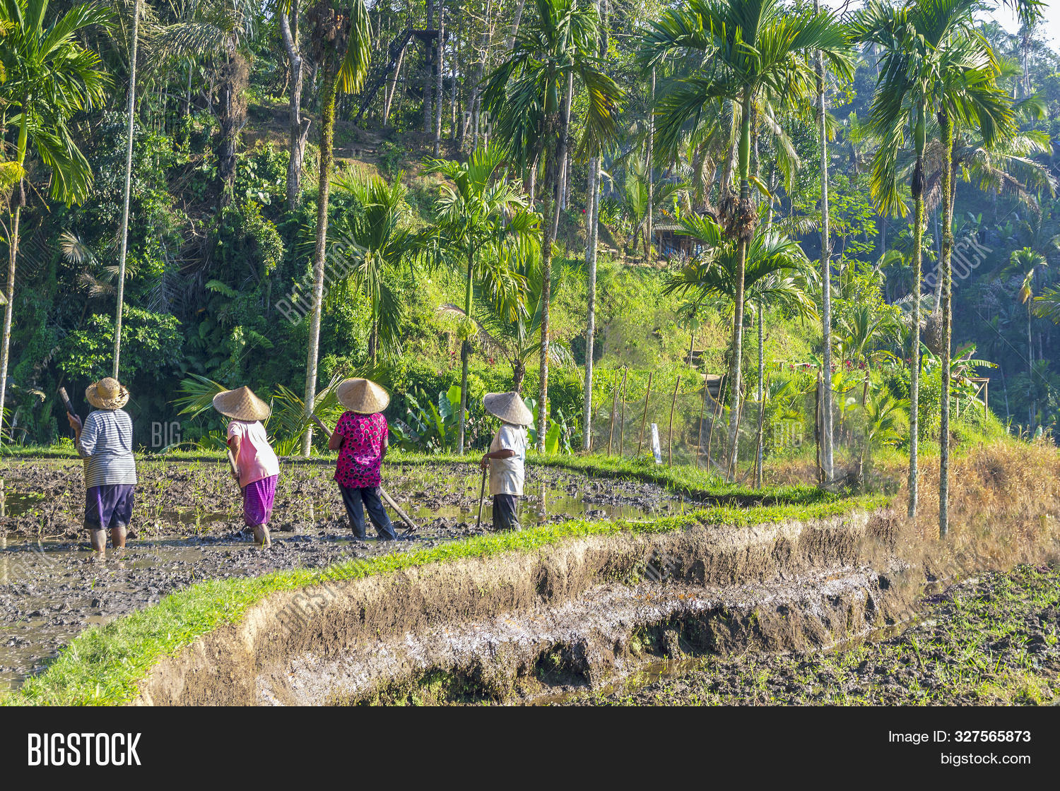 Rice Field Workers. Image & Photo (Free Trial) | Bigstock