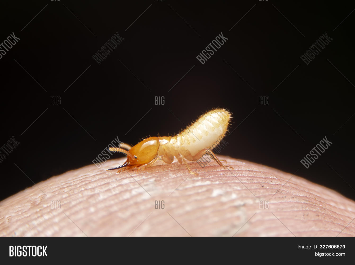 Close Small Termite On Image & Photo (Free Trial) | Bigstock