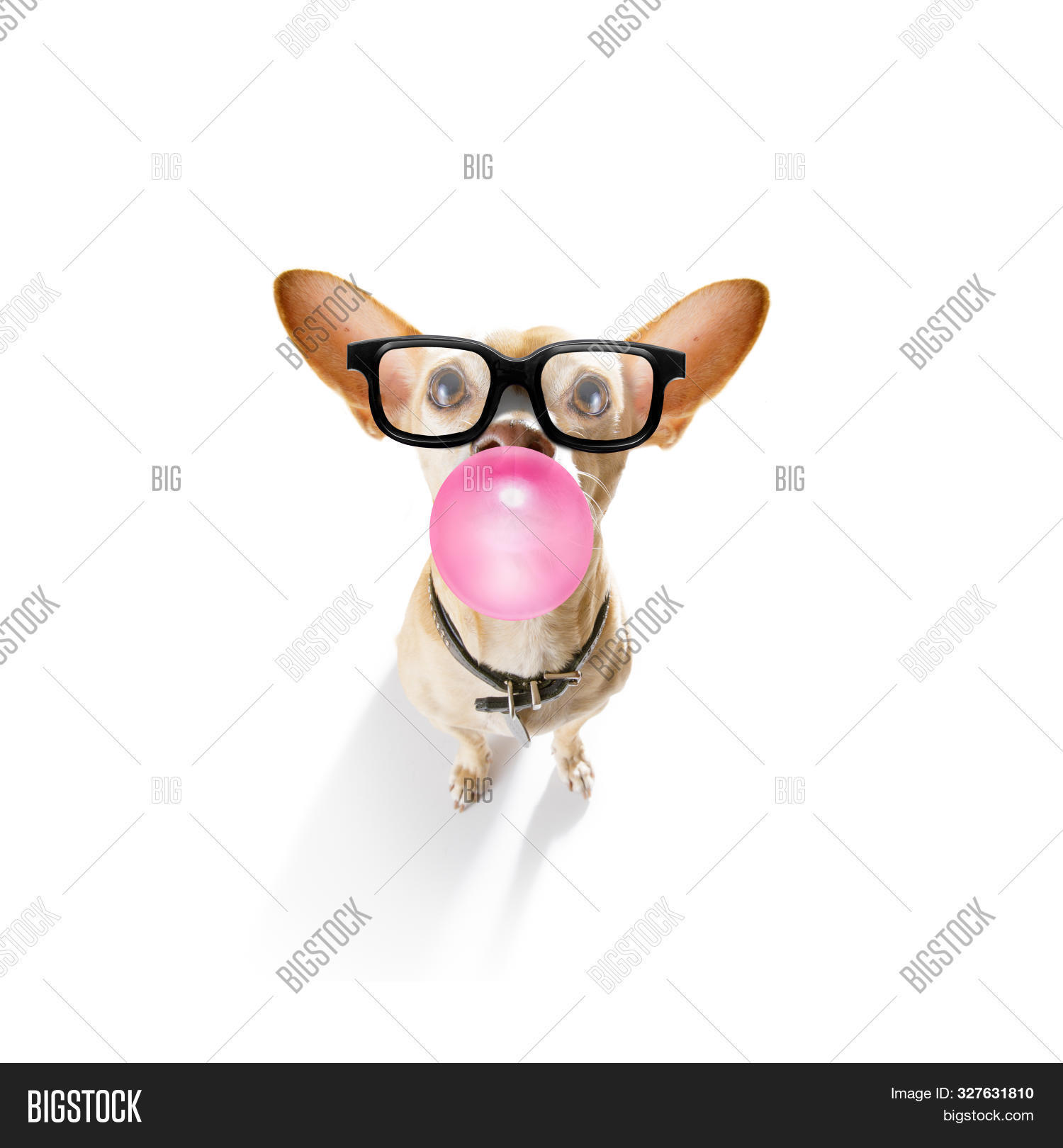 Vicious Chihuahua