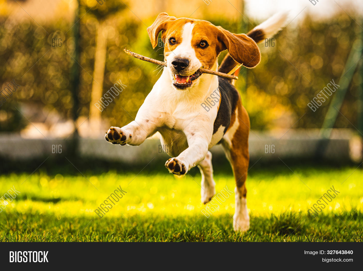 Dog Beagle Stick On Image & Photo (Free Trial) | Bigstock