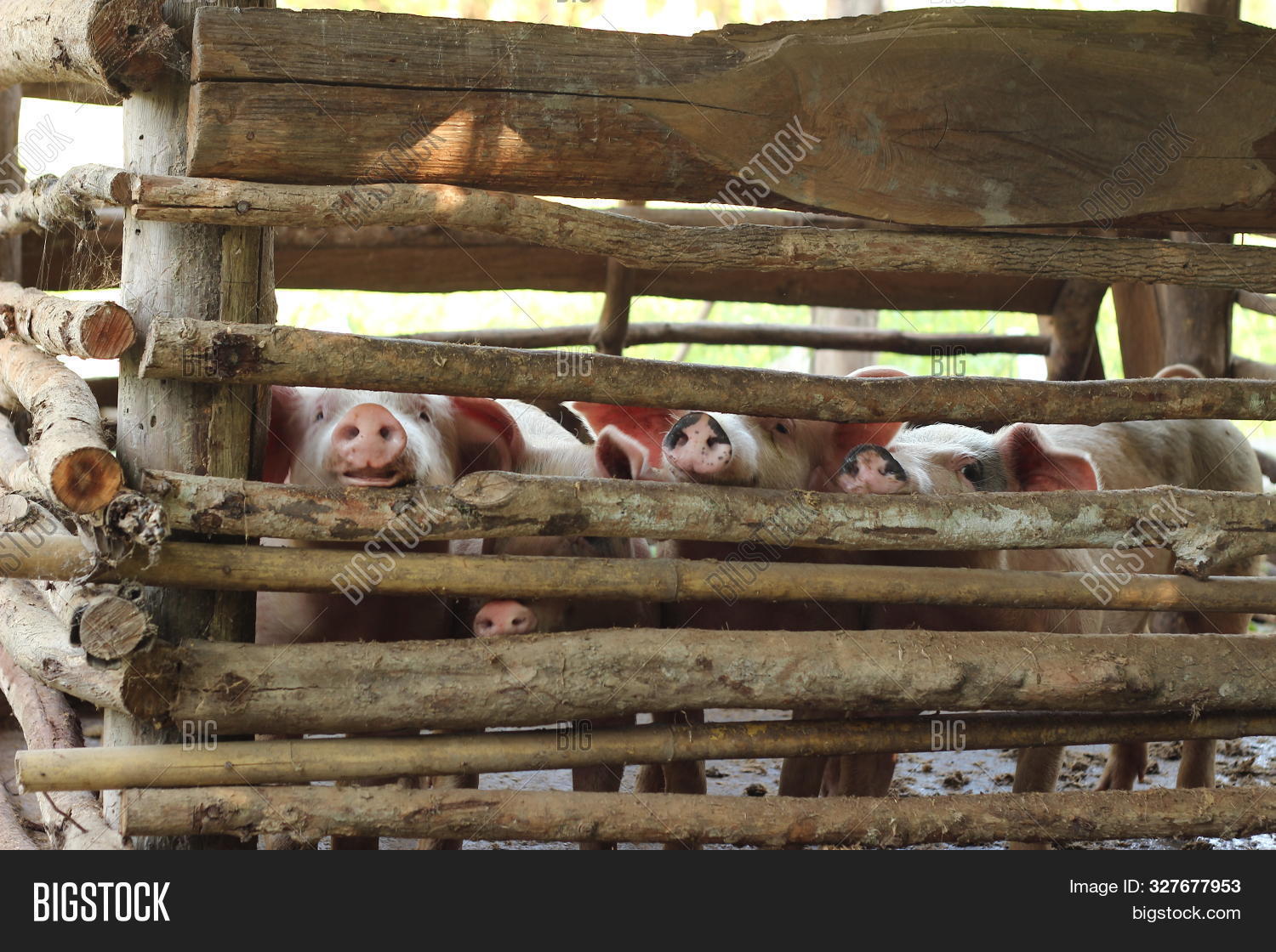 Large Group Pigs Image & Photo (Free Trial) | Bigstock