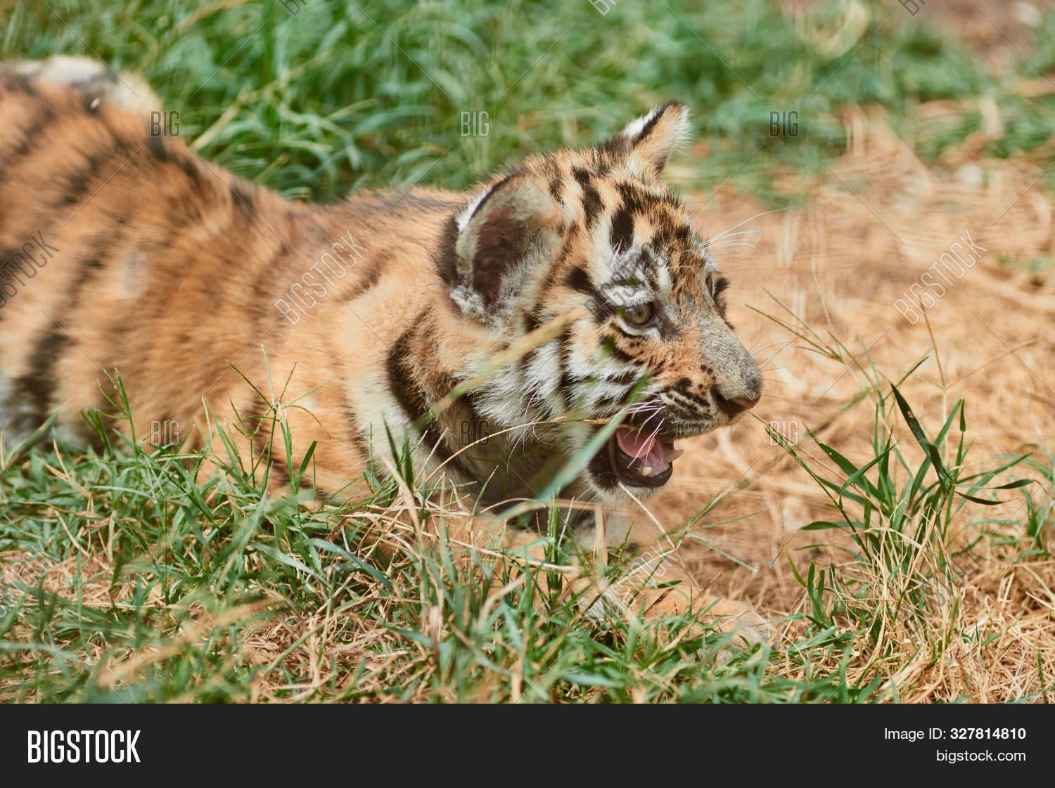Little Tiger Cub On Image & Photo (Free Trial) | Bigstock