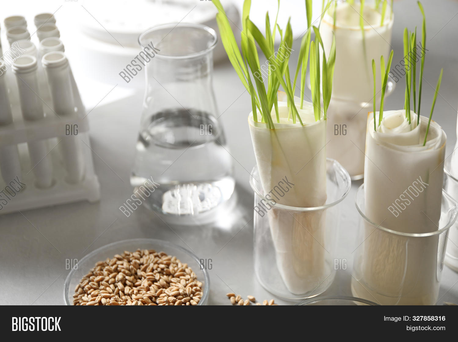 Germination Energy Image & Photo (Free Trial) | Bigstock