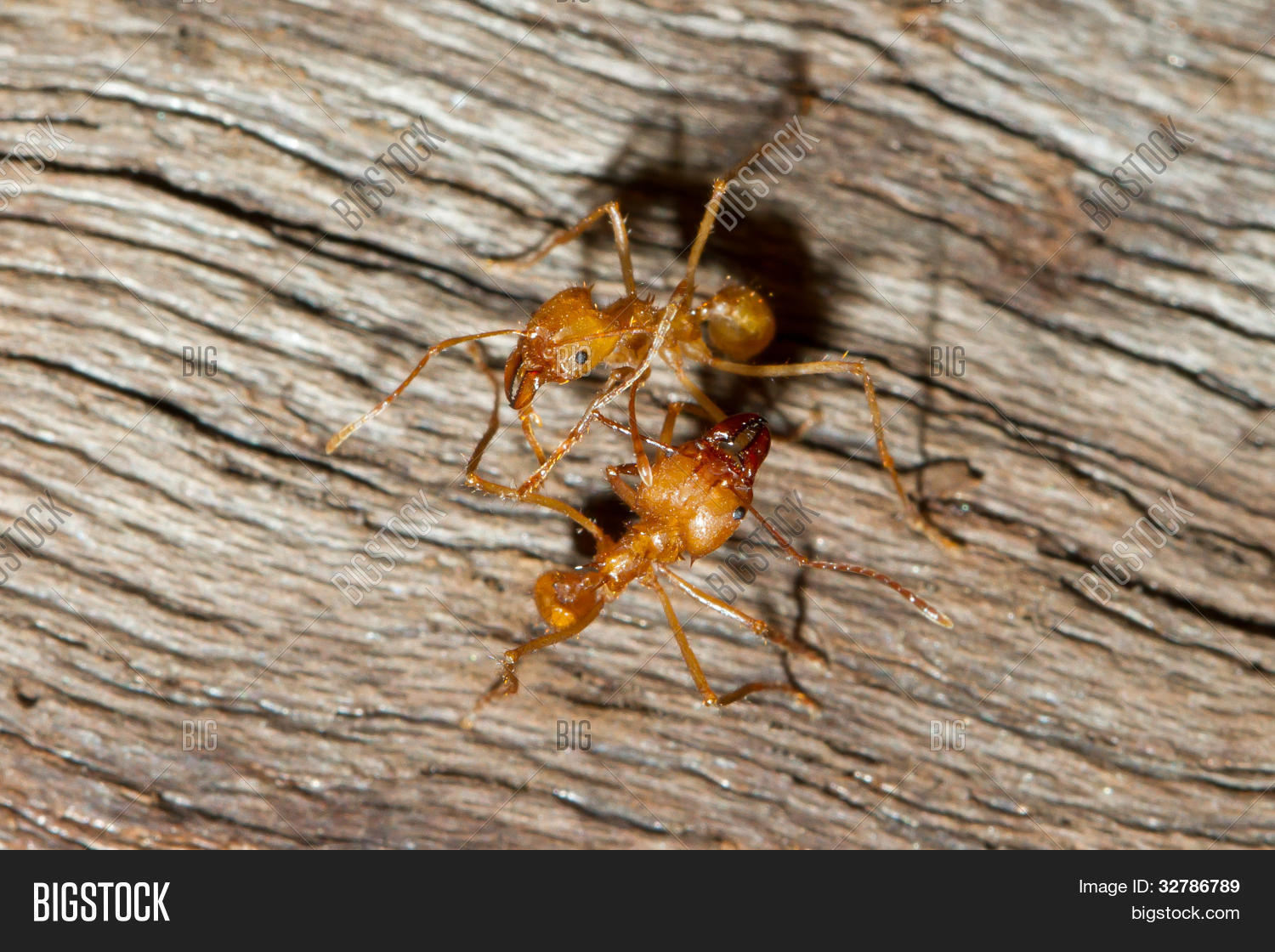 Leaf Cutter Ant Image & Photo (Free Trial) | Bigstock