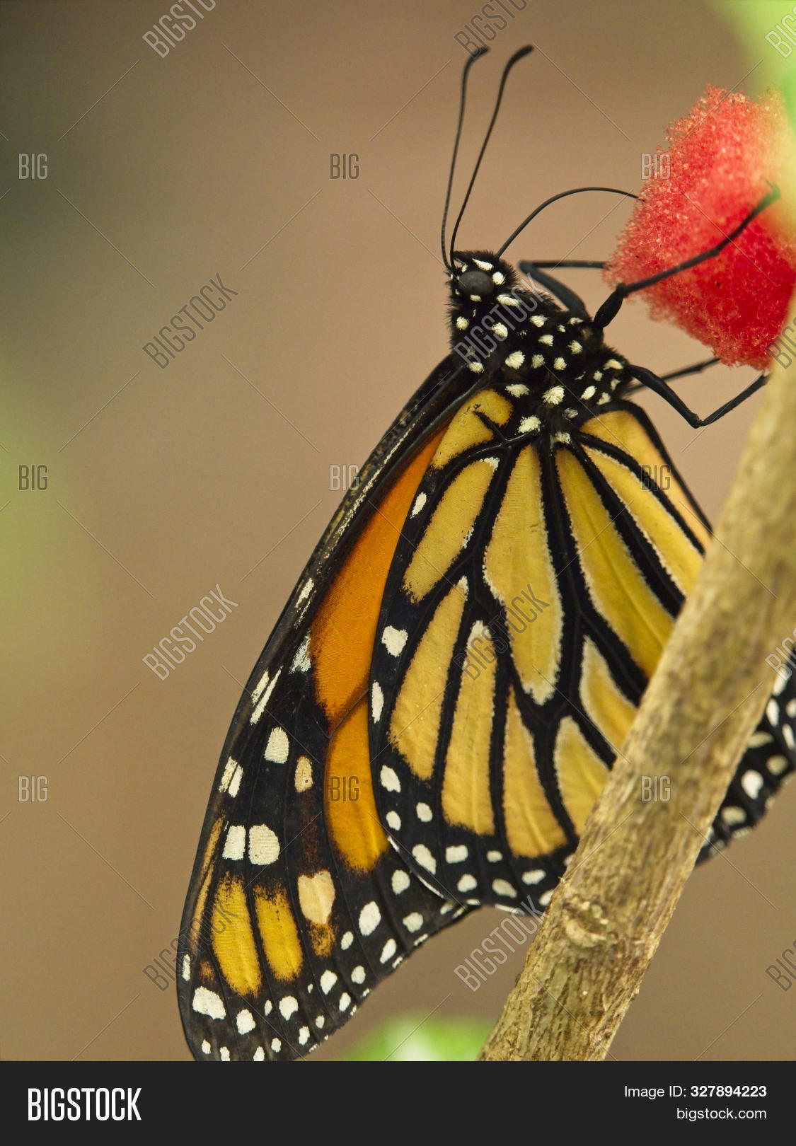 Orange Monarch Image & Photo (Free Trial) | Bigstock