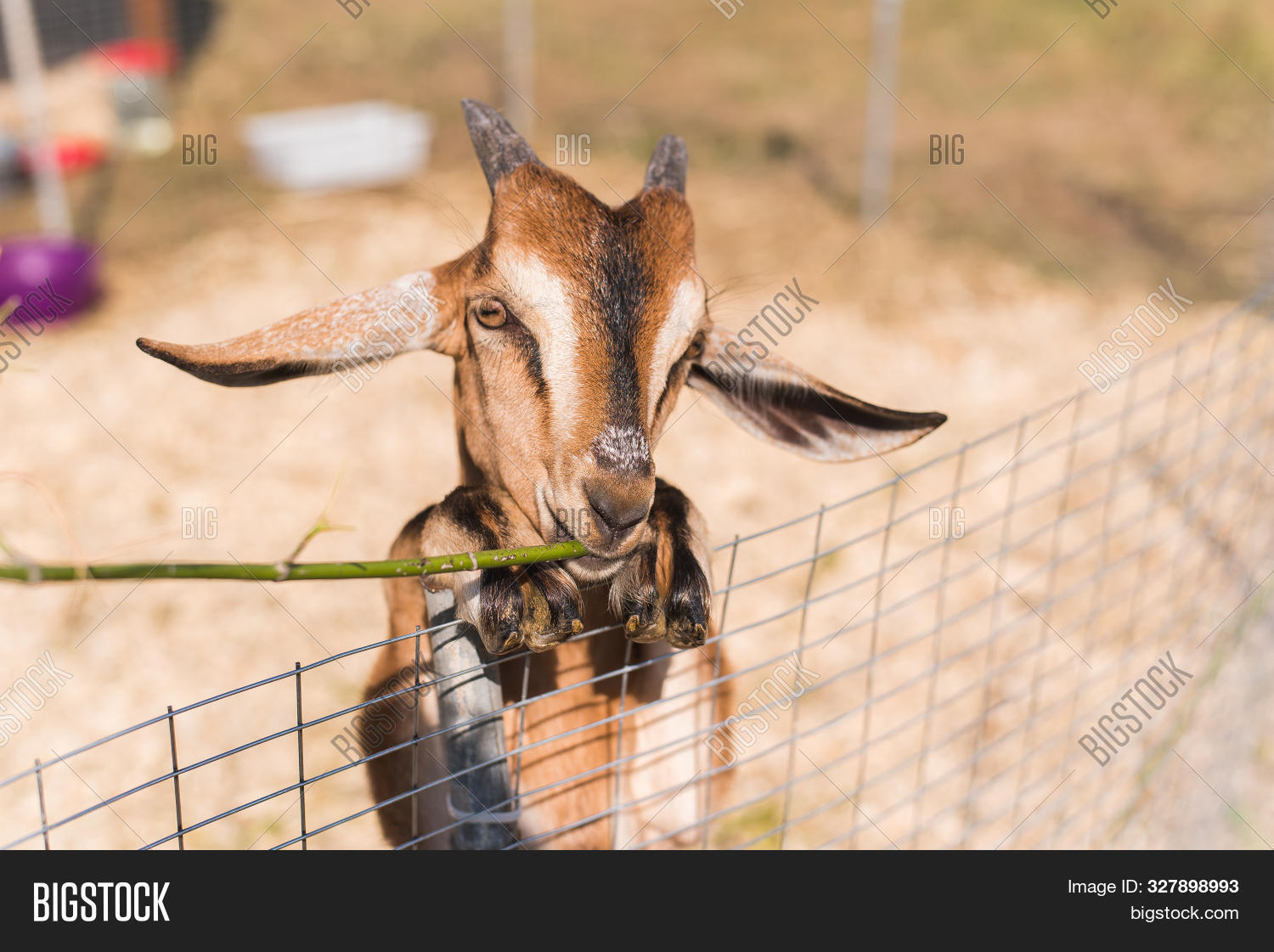 Cute Goat Eating Image & Photo (Free Trial) | Bigstock