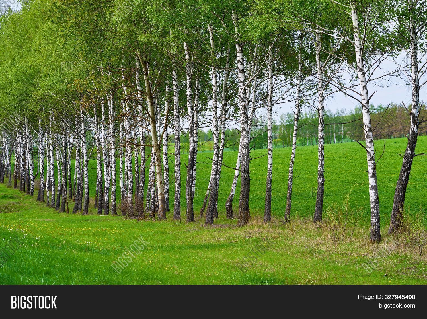 Trees Birch Grove Lush Image & Photo (Free Trial) | Bigstock