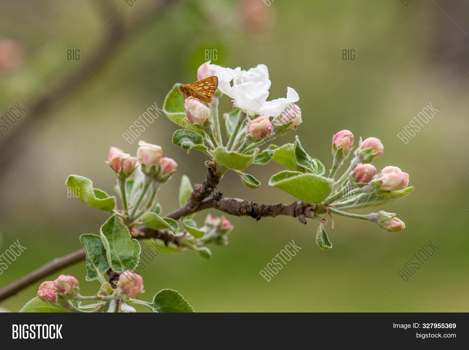 Branch Flowering Apple Image & Photo (Free Trial) | Bigstock
