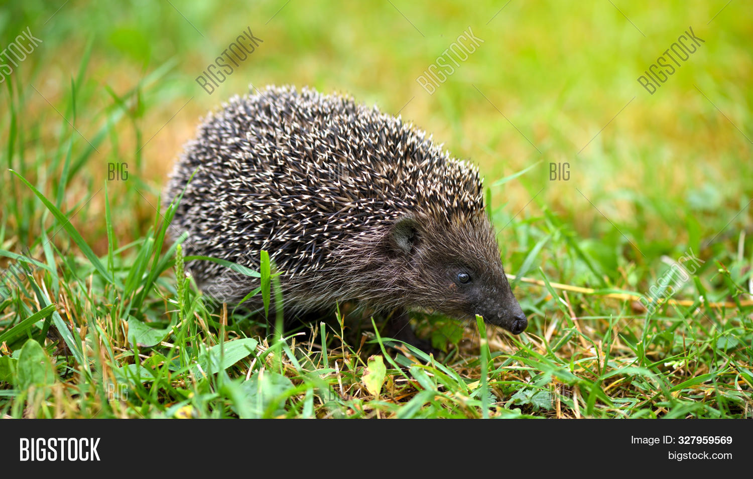 Hedgehog, (scientific Image & Photo (Free Trial) | Bigstock
