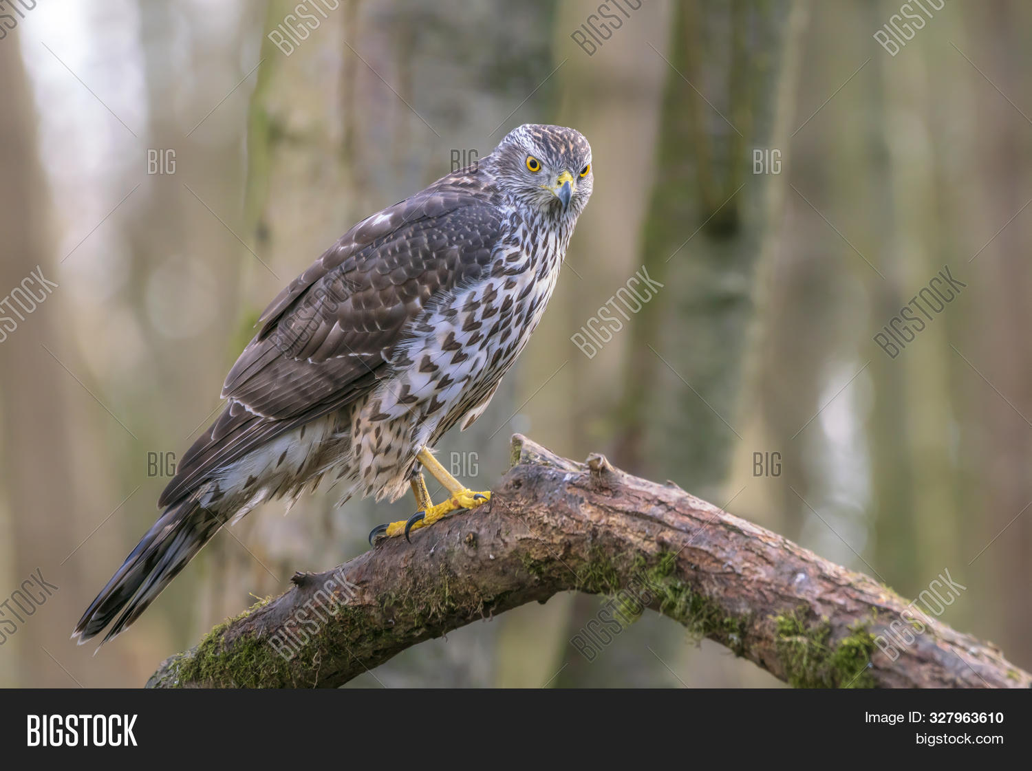 Juvenile Northern Goshawk