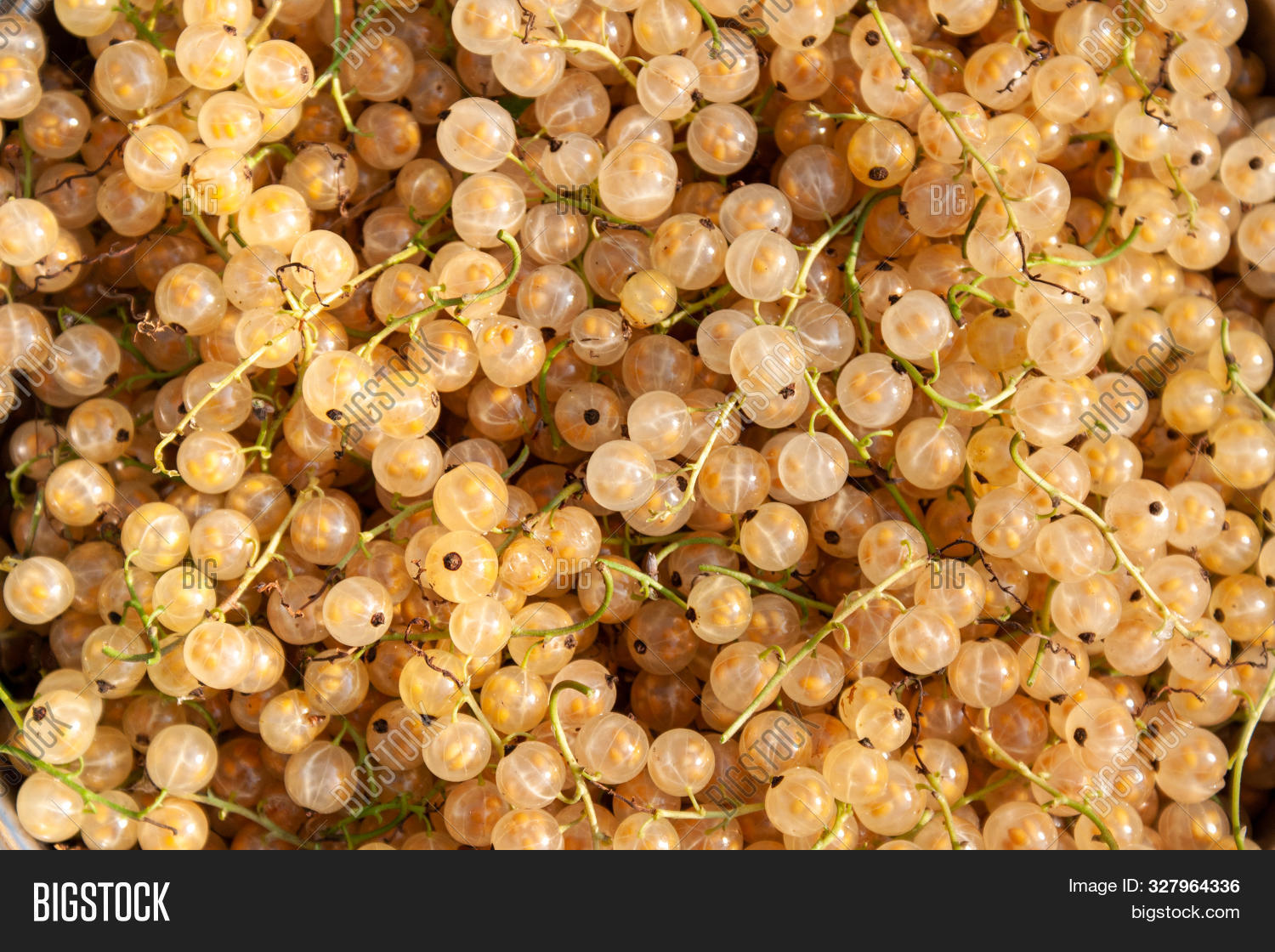Harvest Ripe Berries Image & Photo (Free Trial) | Bigstock