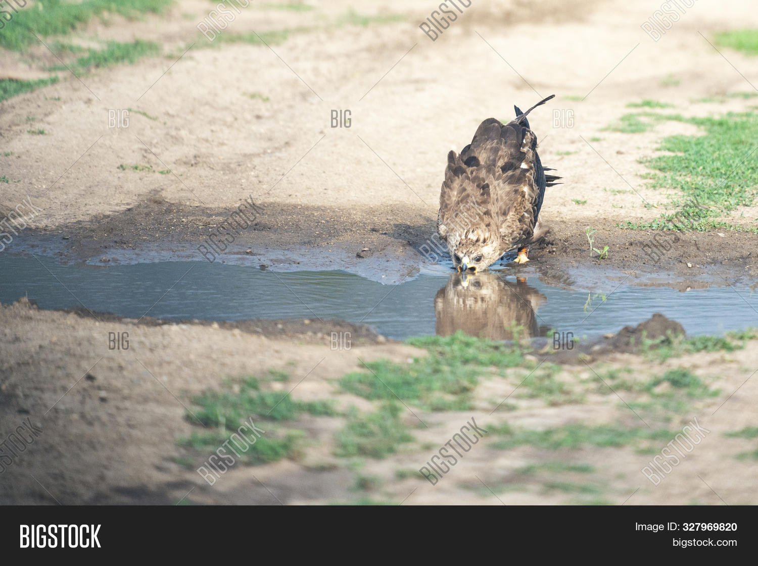 Hawk Drinking Water Image & Photo (Free Trial) | Bigstock