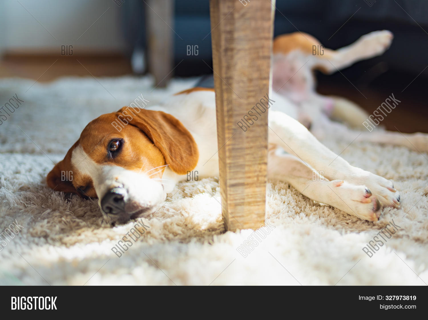 Beagle Dog Tired Lying Image & Photo (Free Trial) | Bigstock