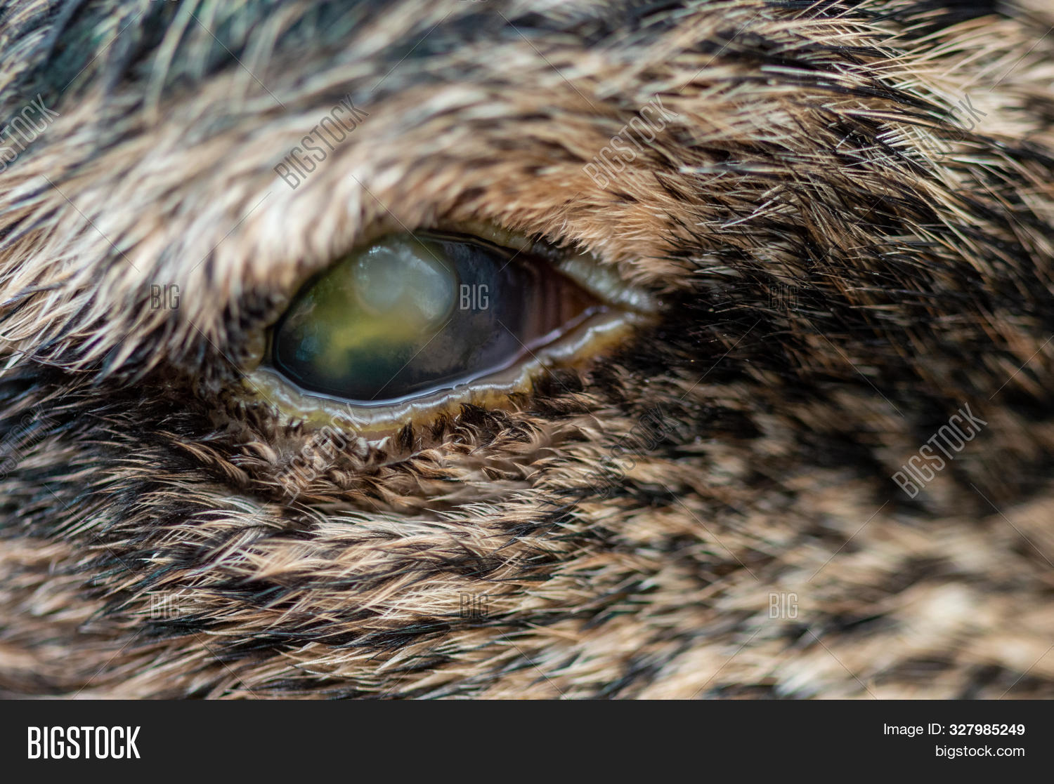 Abscess Eyeball Duck. Image & Photo (Free Trial) | Bigstock