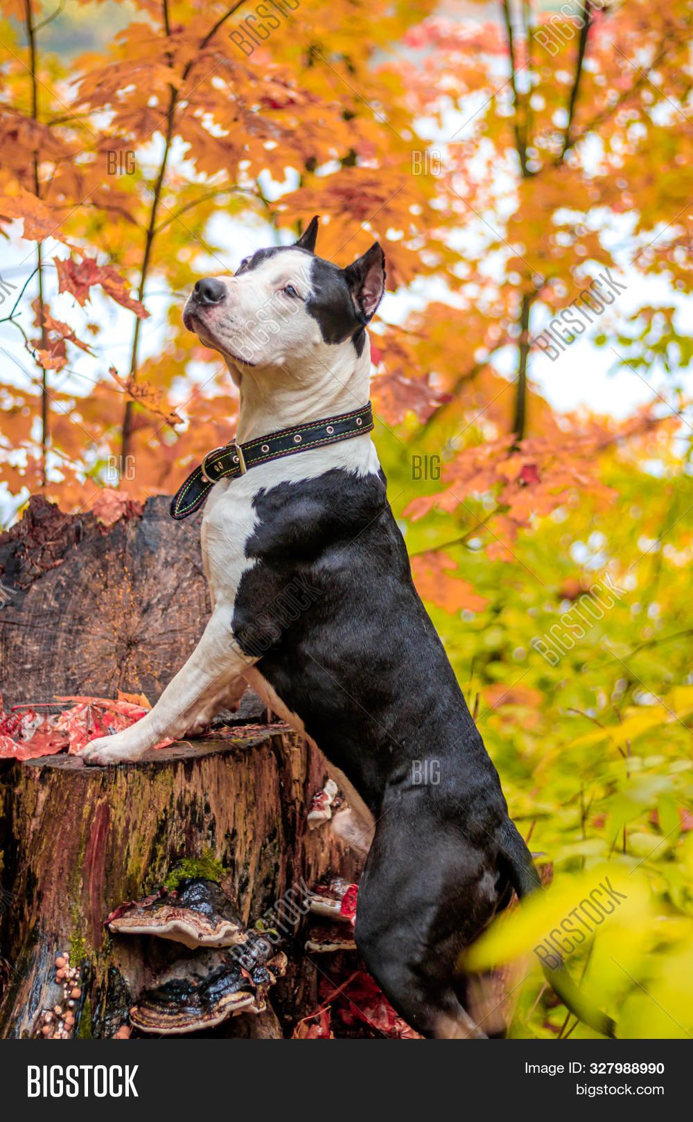 Amstaff Dog On Walk Image & Photo (Free Trial) | Bigstock