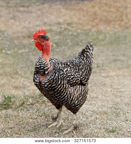 Free Range Naked Neck Image & Photo (Free Trial) | Bigstock