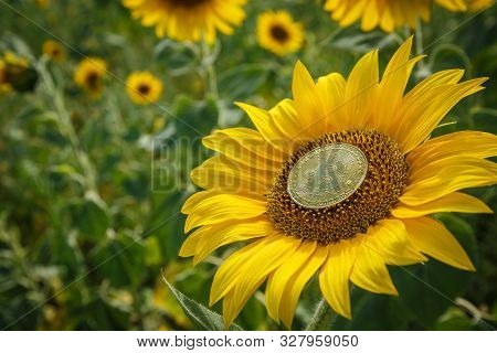 Gold Bitcoin Coin Image & Photo (Free Trial) | Bigstock