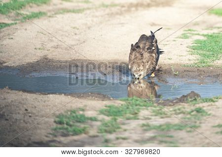 Hawk Drinking Water Image & Photo (Free Trial) | Bigstock