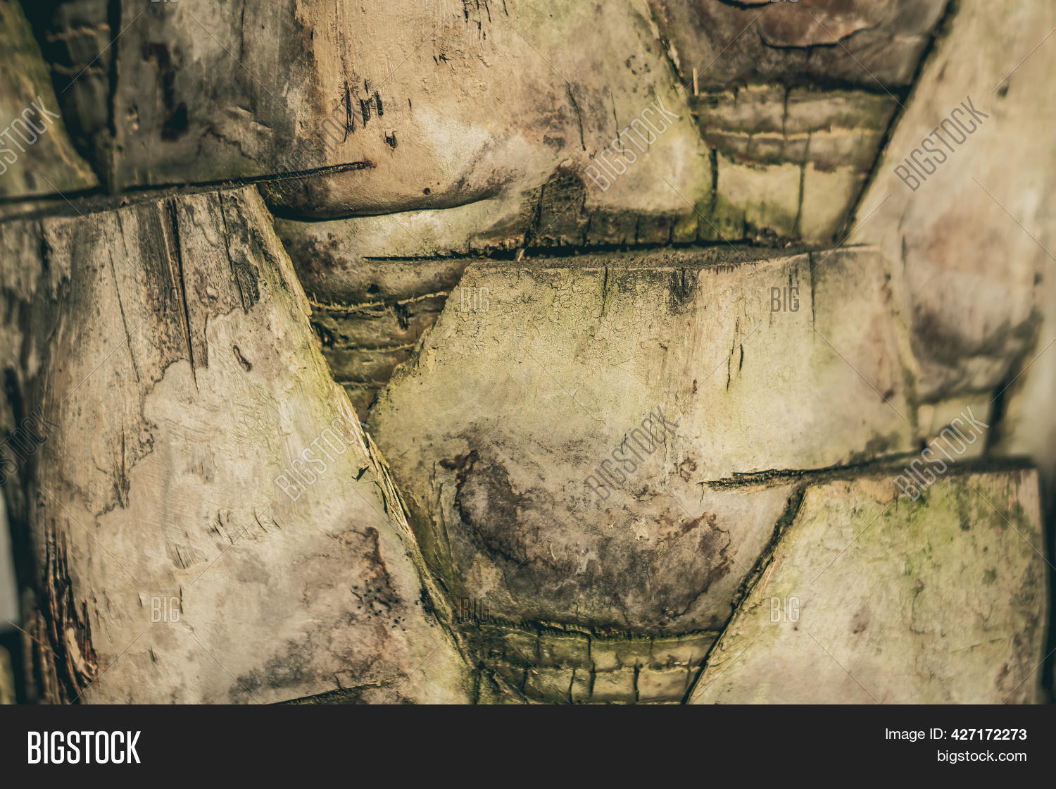 Hard Wood Crack Scale Image & Photo (Free Trial) | Bigstock