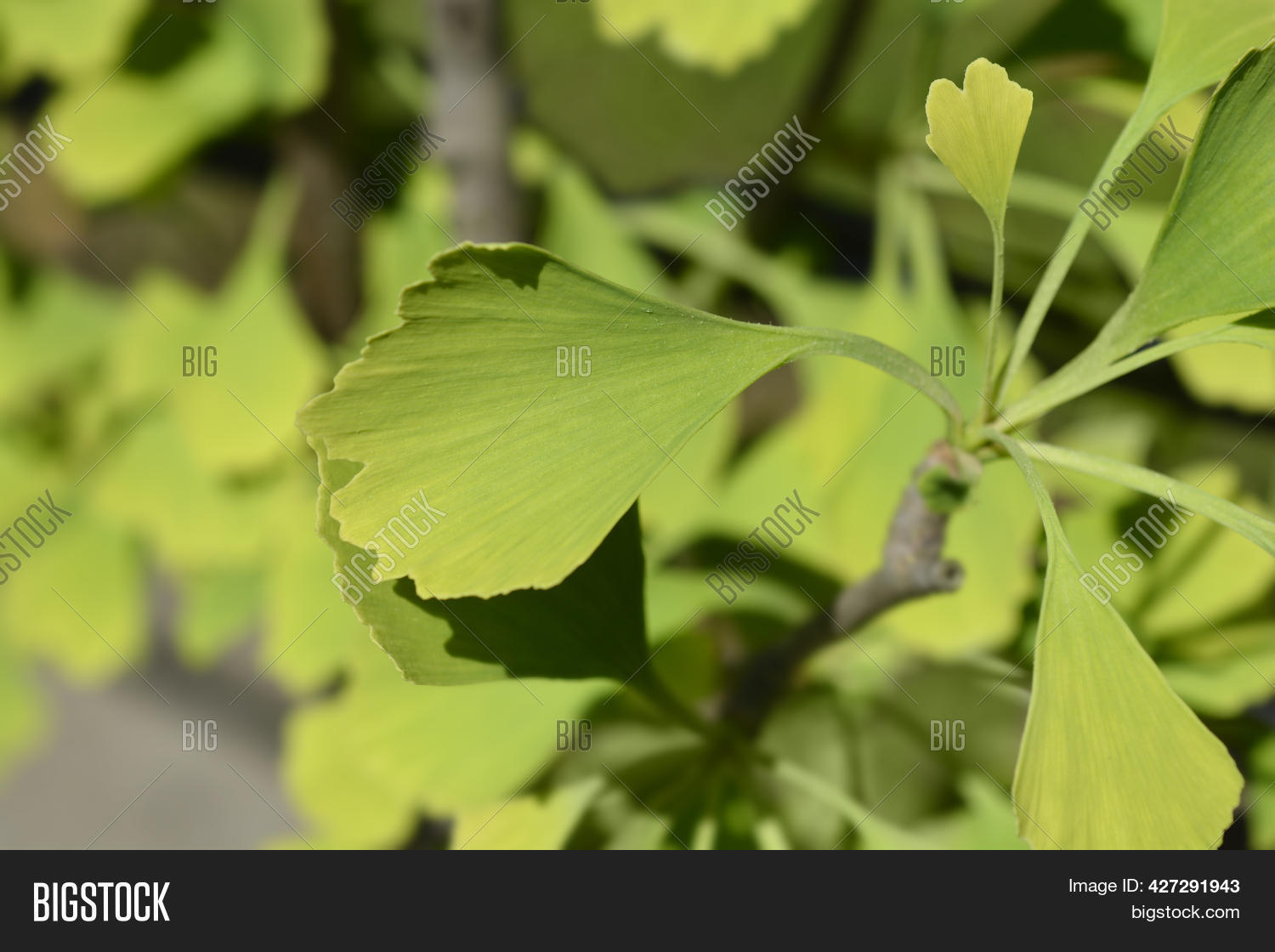 Ginkgo Fastigiata Image & Photo (Free Trial) | Bigstock