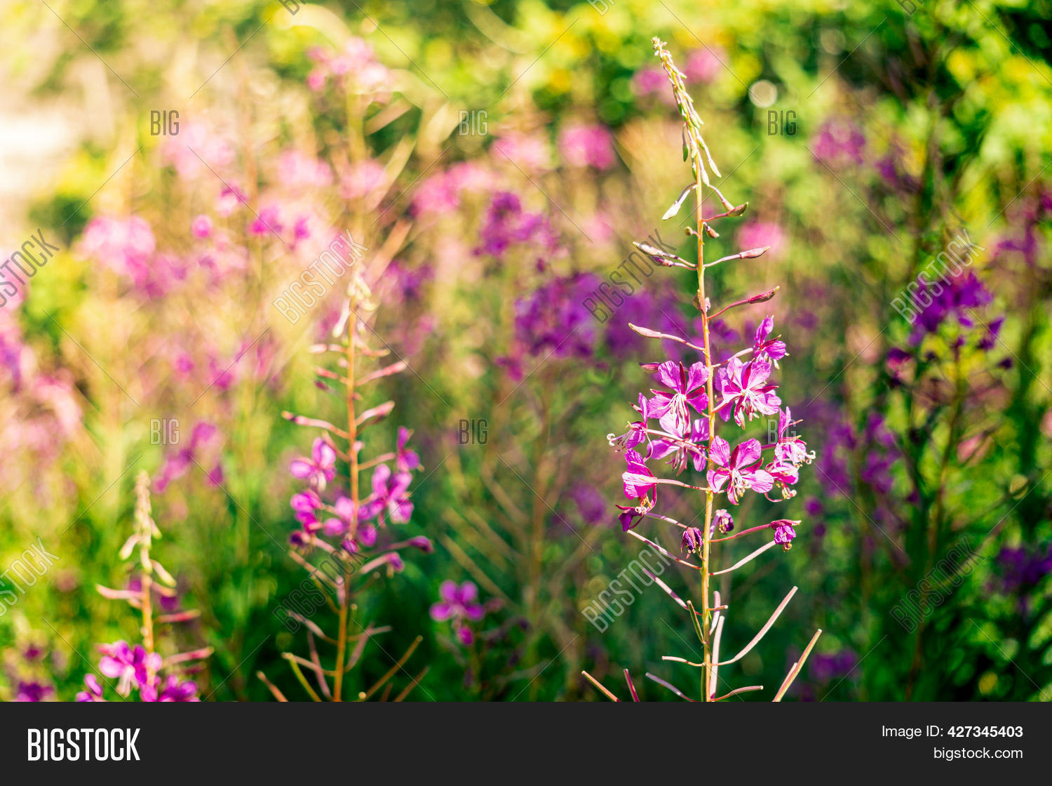 Red Fireweed Image & Photo (Free Trial) | Bigstock