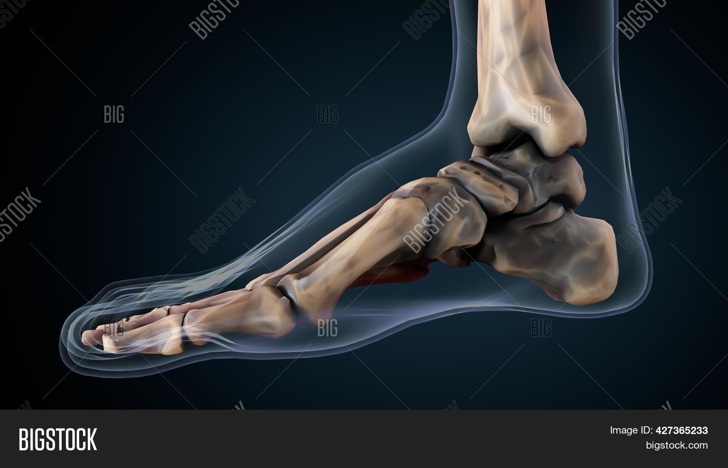 3d Illustration Human Image & Photo (Free Trial) | Bigstock