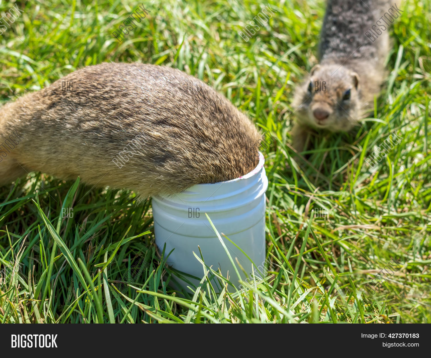 Gophers Getting Inside Image & Photo (Free Trial) | Bigstock