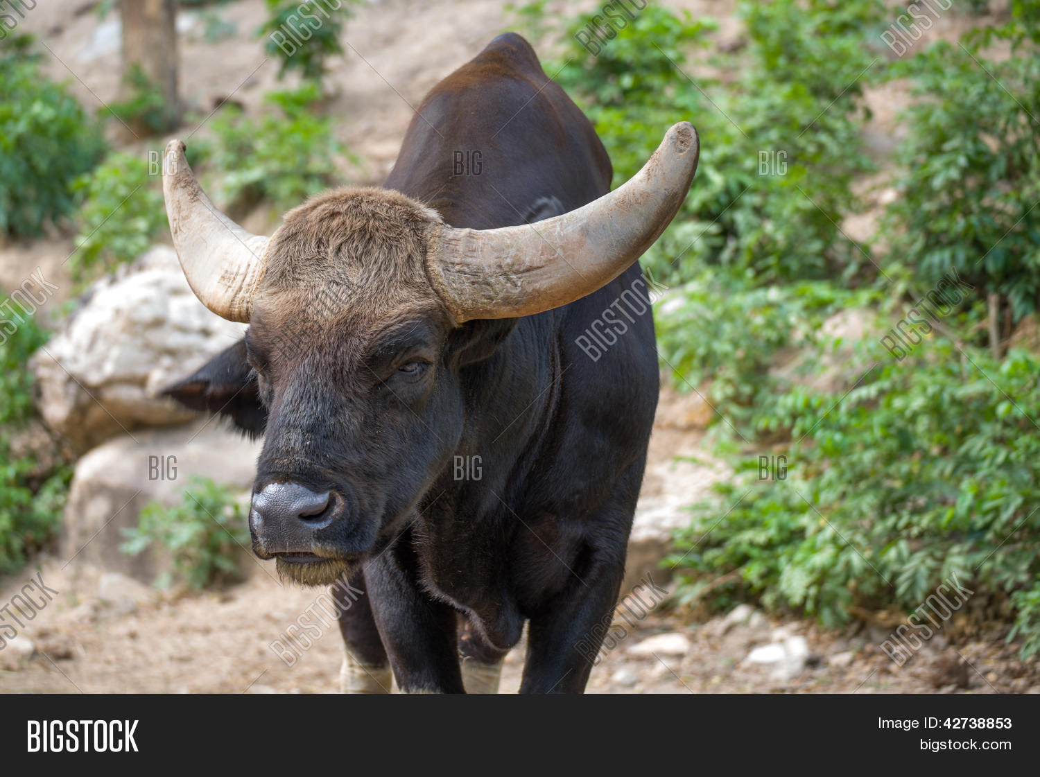 Portrait Gaur Bos Image & Photo (Free Trial) | Bigstock