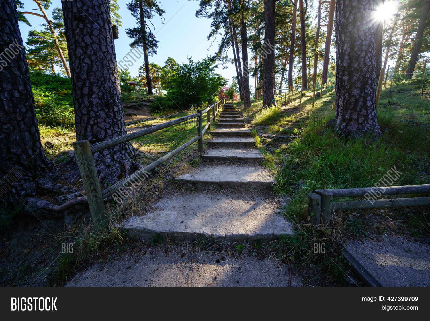 Footpath Steps Forest Image & Photo (Free Trial) | Bigstock