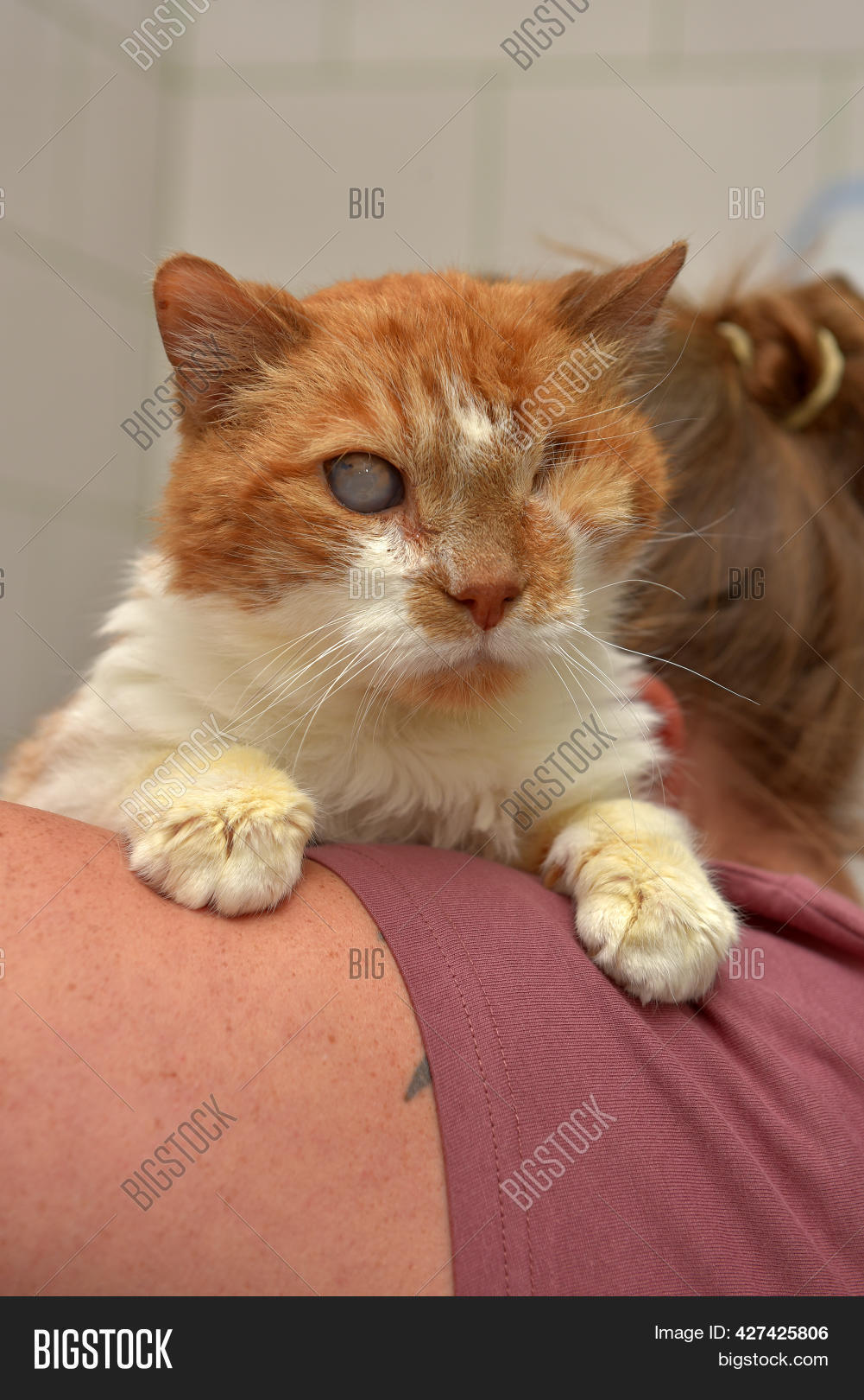 Sick Ginger Cat Image & Photo (Free Trial) | Bigstock