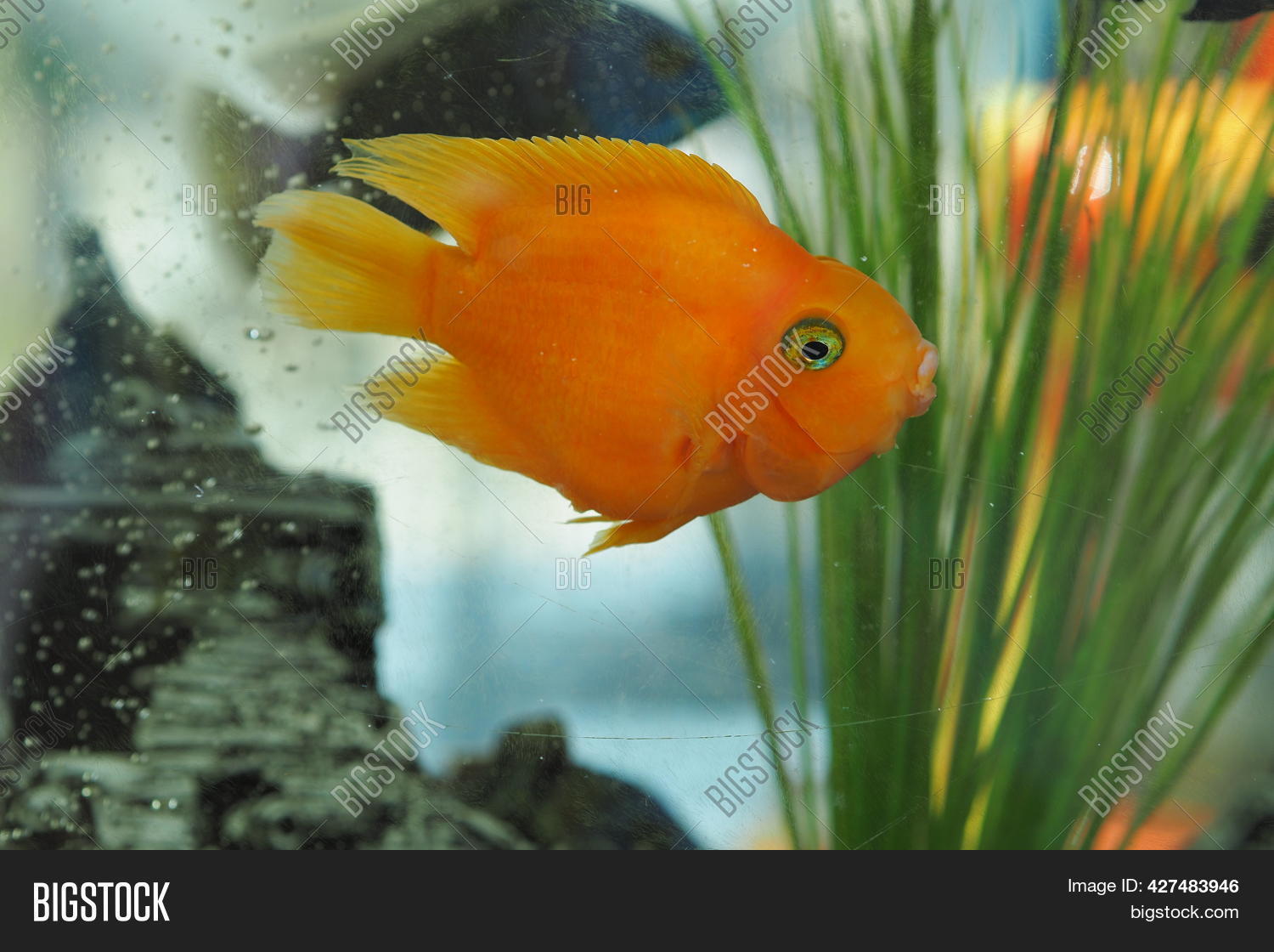 Beautiful Aquarium Image & Photo (Free Trial) | Bigstock