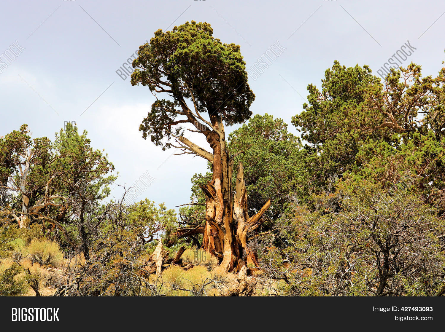 Windswept Cedar Trees Image & Photo (Free Trial) | Bigstock