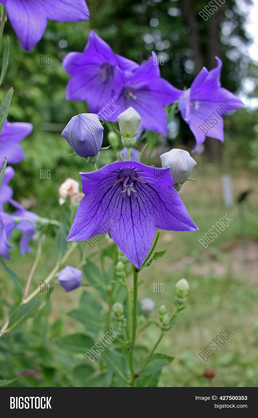 Platycodon Image & Photo (Free Trial) | Bigstock