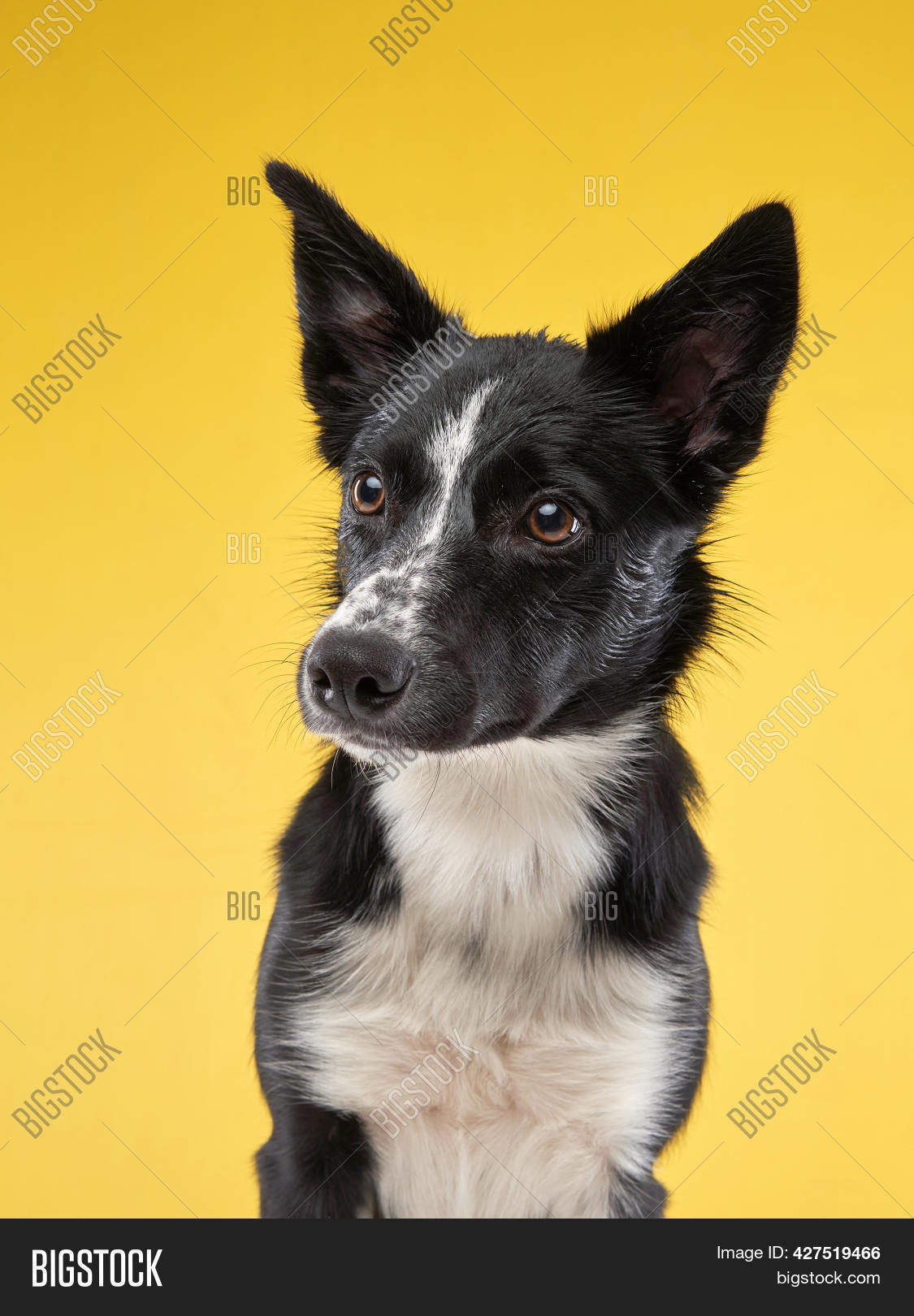 Funny Crazy Dog. Happy Image & Photo (Free Trial) | Bigstock