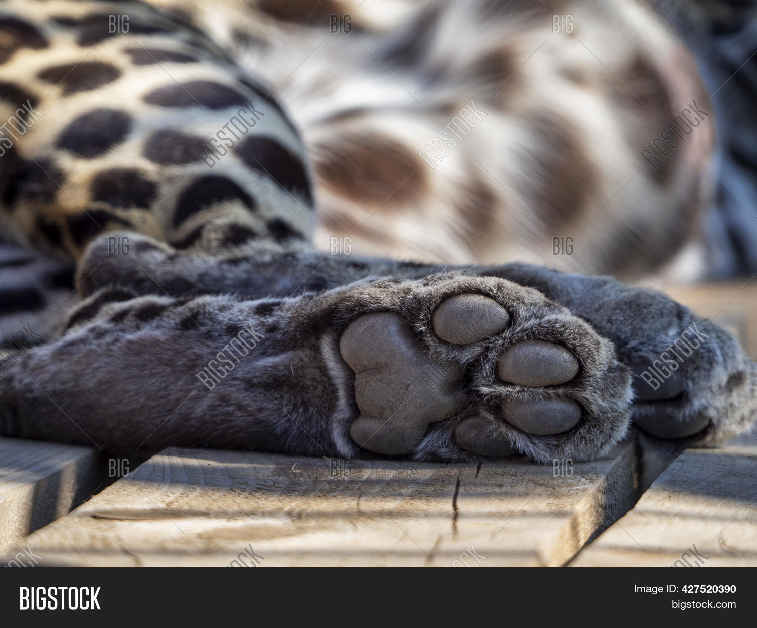 Leopard's Hind Foot. Image & Photo (Free Trial) | Bigstock