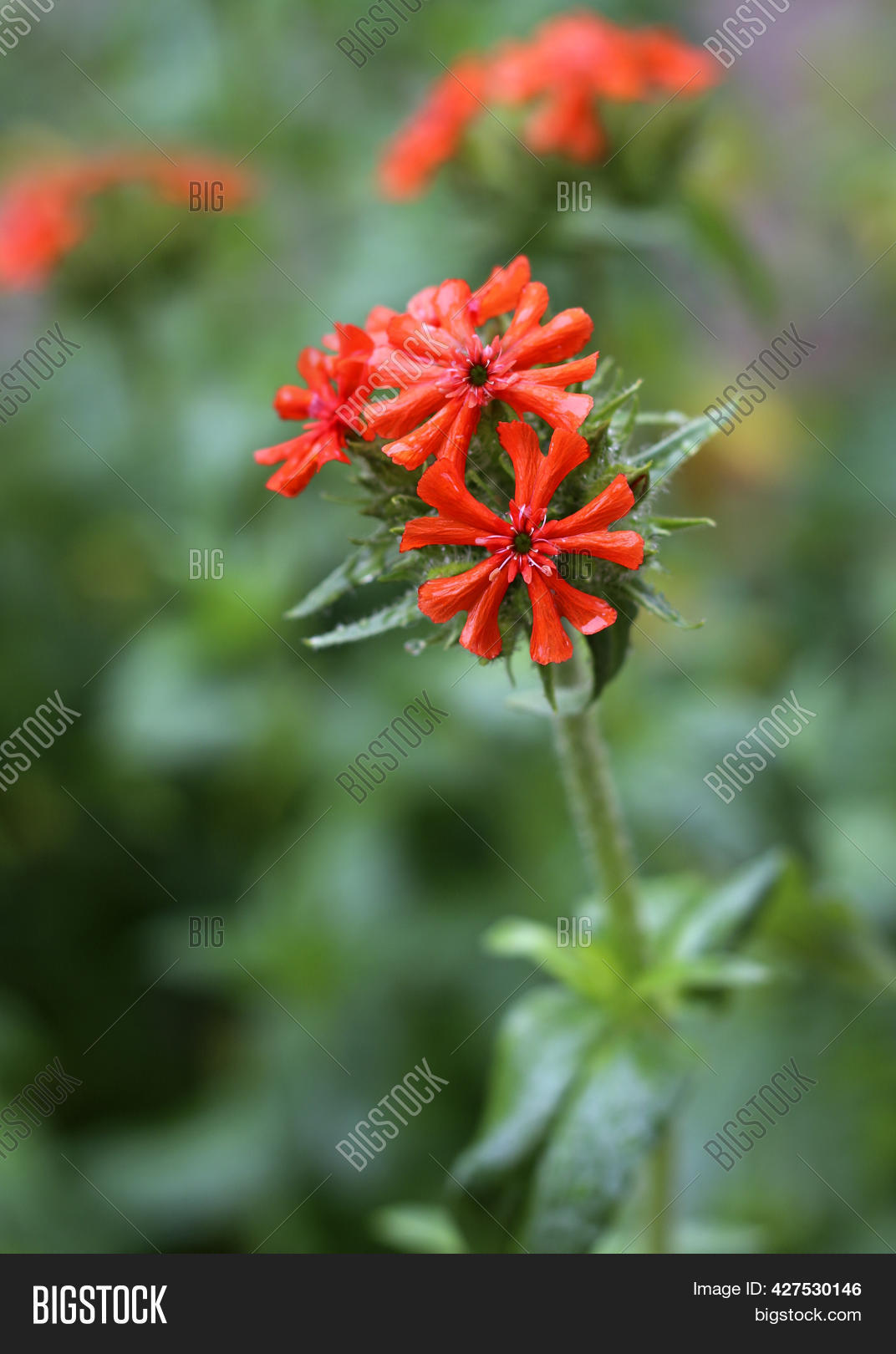 Lychnis Flower Bloom Image & Photo (Free Trial) | Bigstock